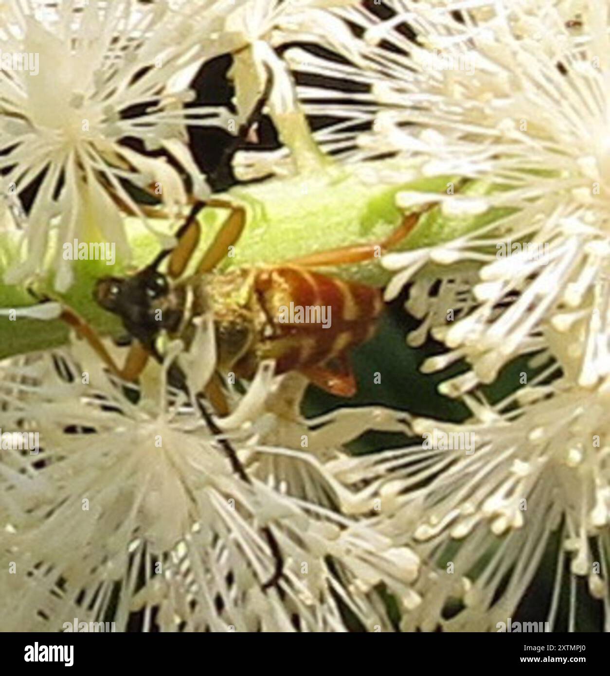 Banded Longhorn Beetle (Typocerus velutinus) Insecta Stock Photo - Alamy