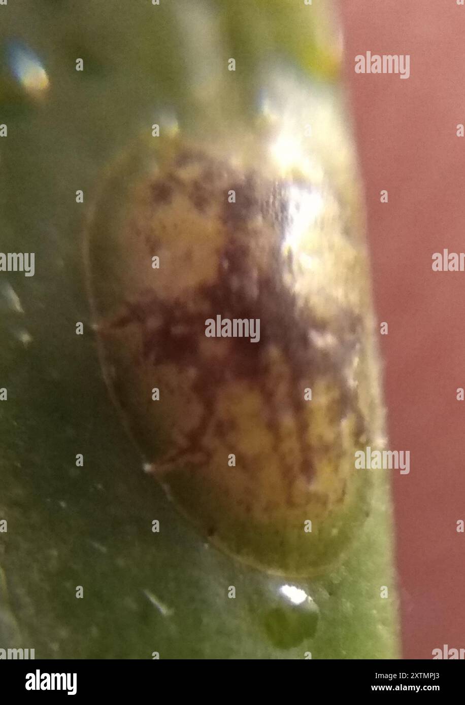 Brown Soft Scale (Coccus hesperidum) Insecta Stock Photo - Alamy