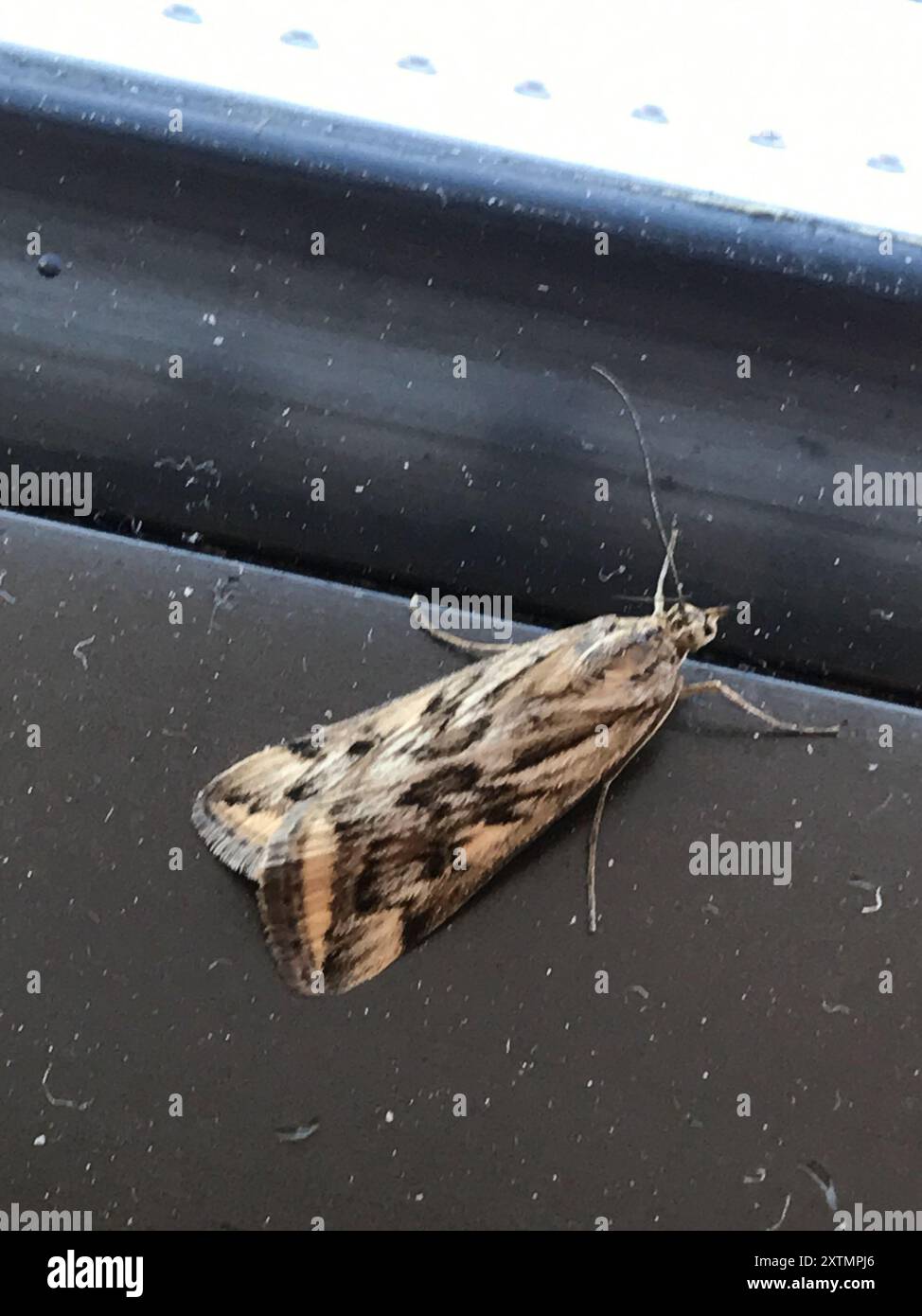 Alfalfa Webworm Moth (Loxostege cereralis) Insecta Stock Photo - Alamy