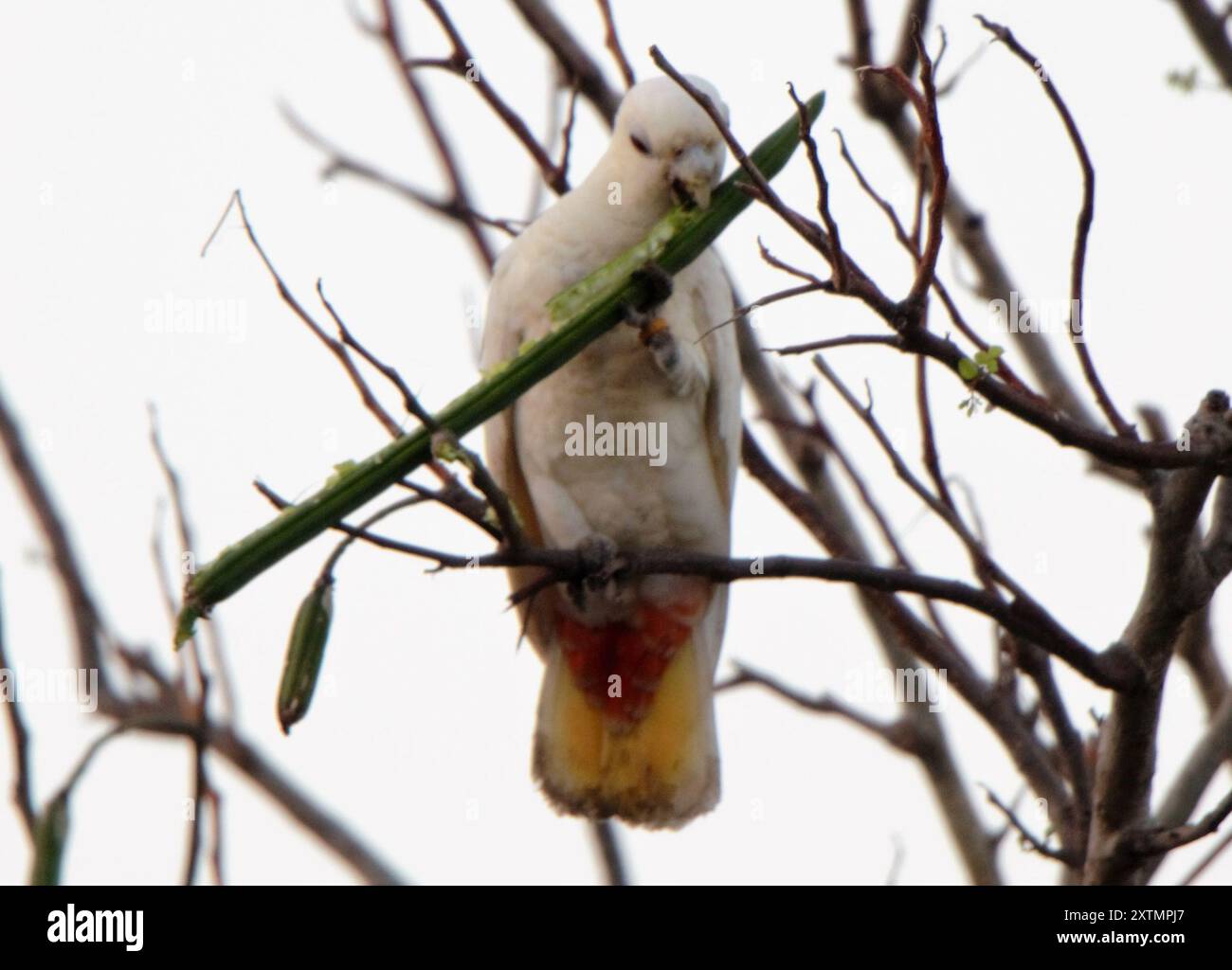 Philippine Cockatoo (Cacatua haematuropygia) Aves Stock Photo - Alamy