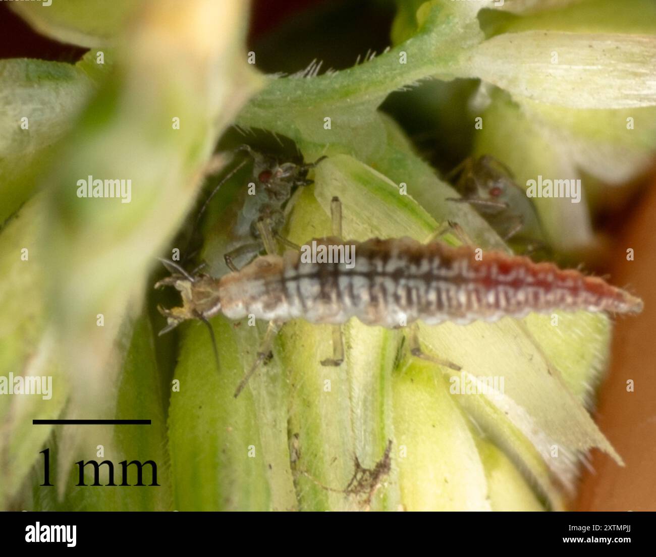 Brown Lacewings (Hemerobiidae) Insecta Stock Photo - Alamy