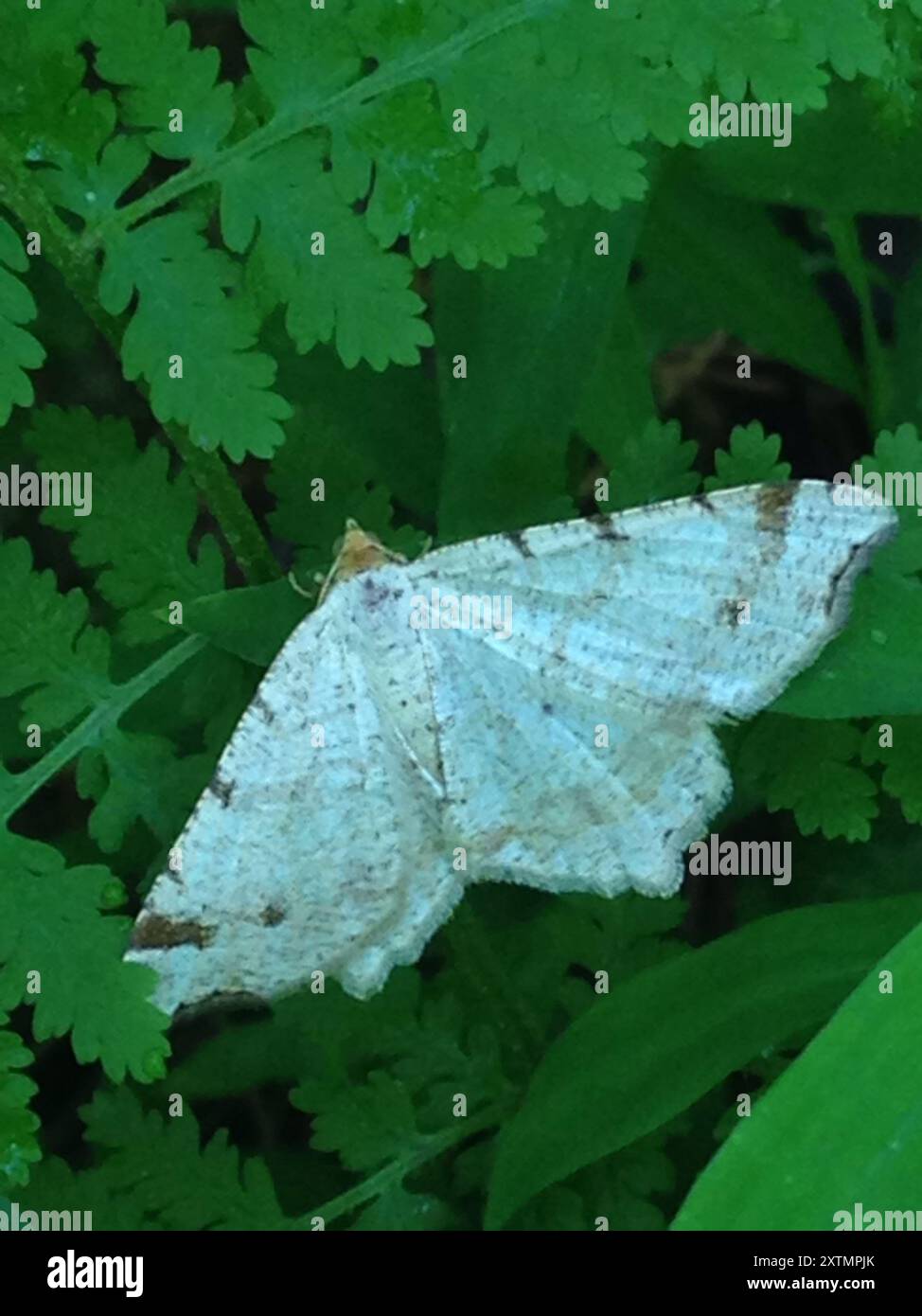 Red-headed Inchworm Moth (Macaria bisignata) Insecta Stock Photo - Alamy