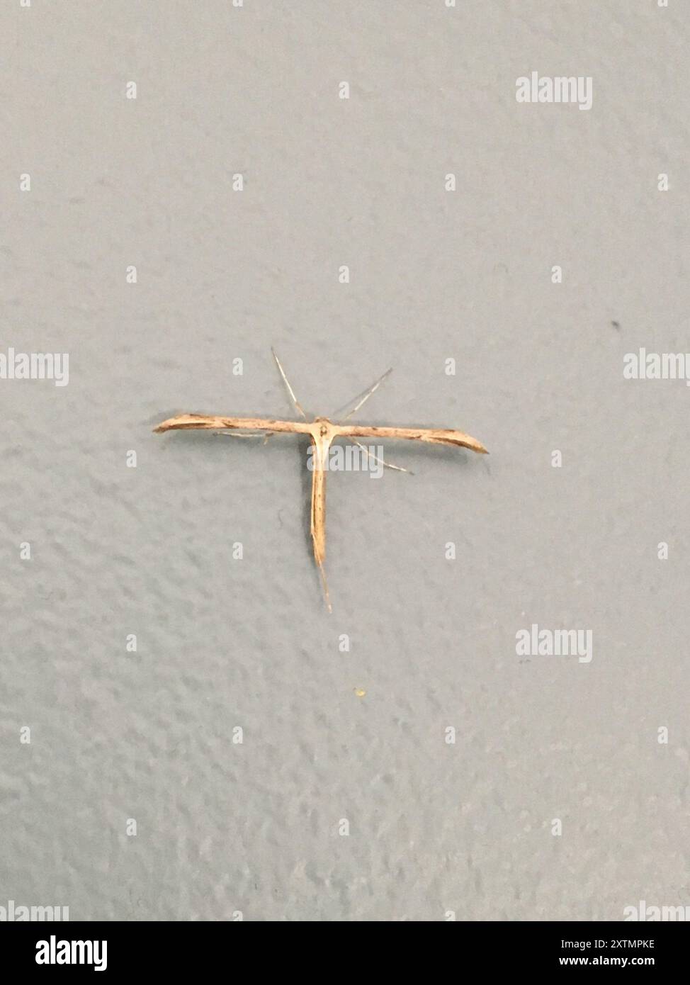 Morning-glory Plume Moth (Emmelina monodactyla) Insecta Stock Photo - Alamy