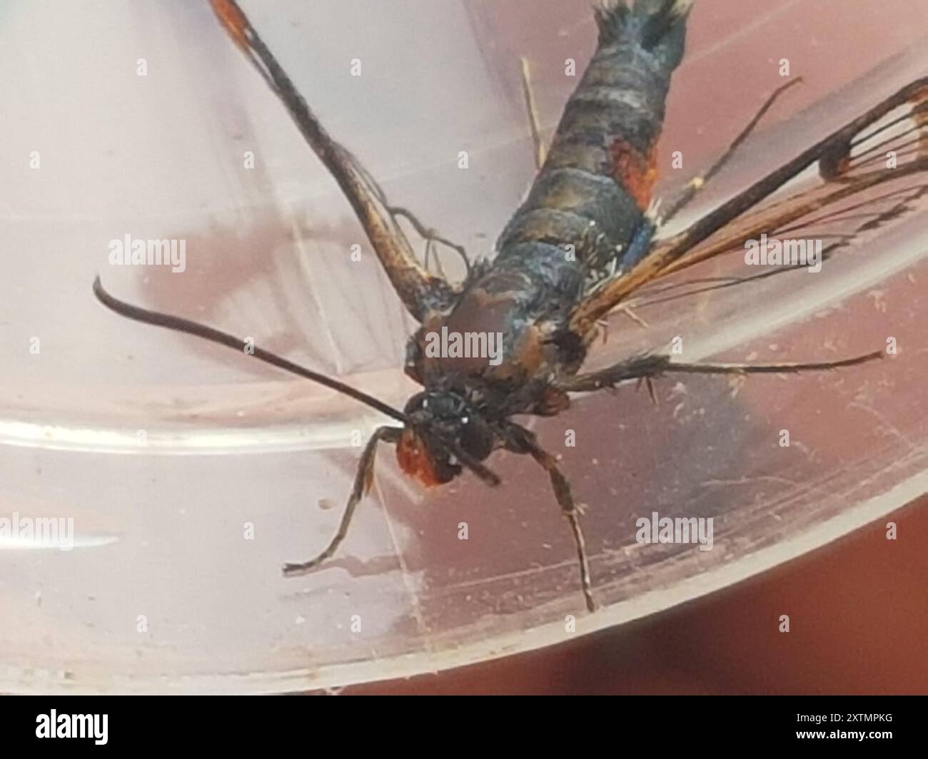 Red-tipped Clearwing Moth (Synanthedon formicaeformis) Insecta Stock ...