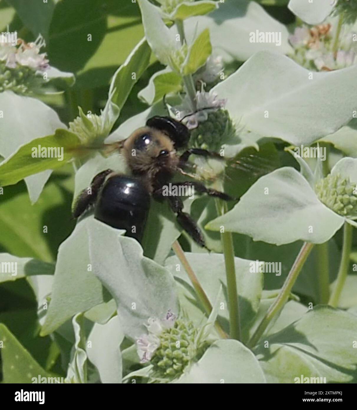 Eastern Carpenter Bee (Xylocopa virginica) Insecta Stock Photo - Alamy