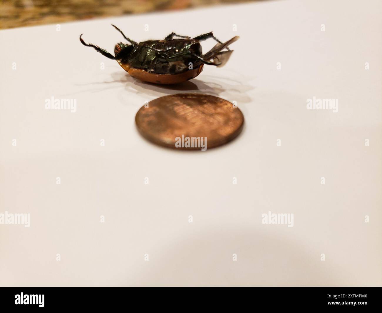 Grapevine Beetle (Pelidnota punctata) Insecta Stock Photo - Alamy