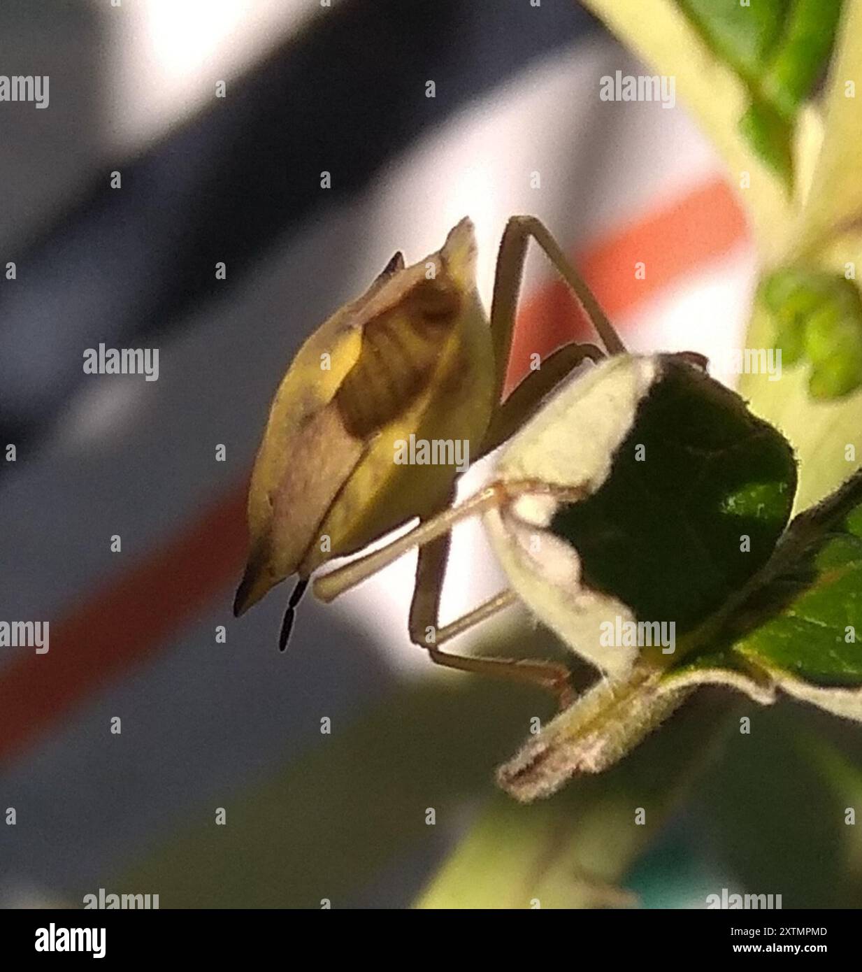 northern fruit bug (Carpocoris fuscispinus) Insecta Stock Photo - Alamy
