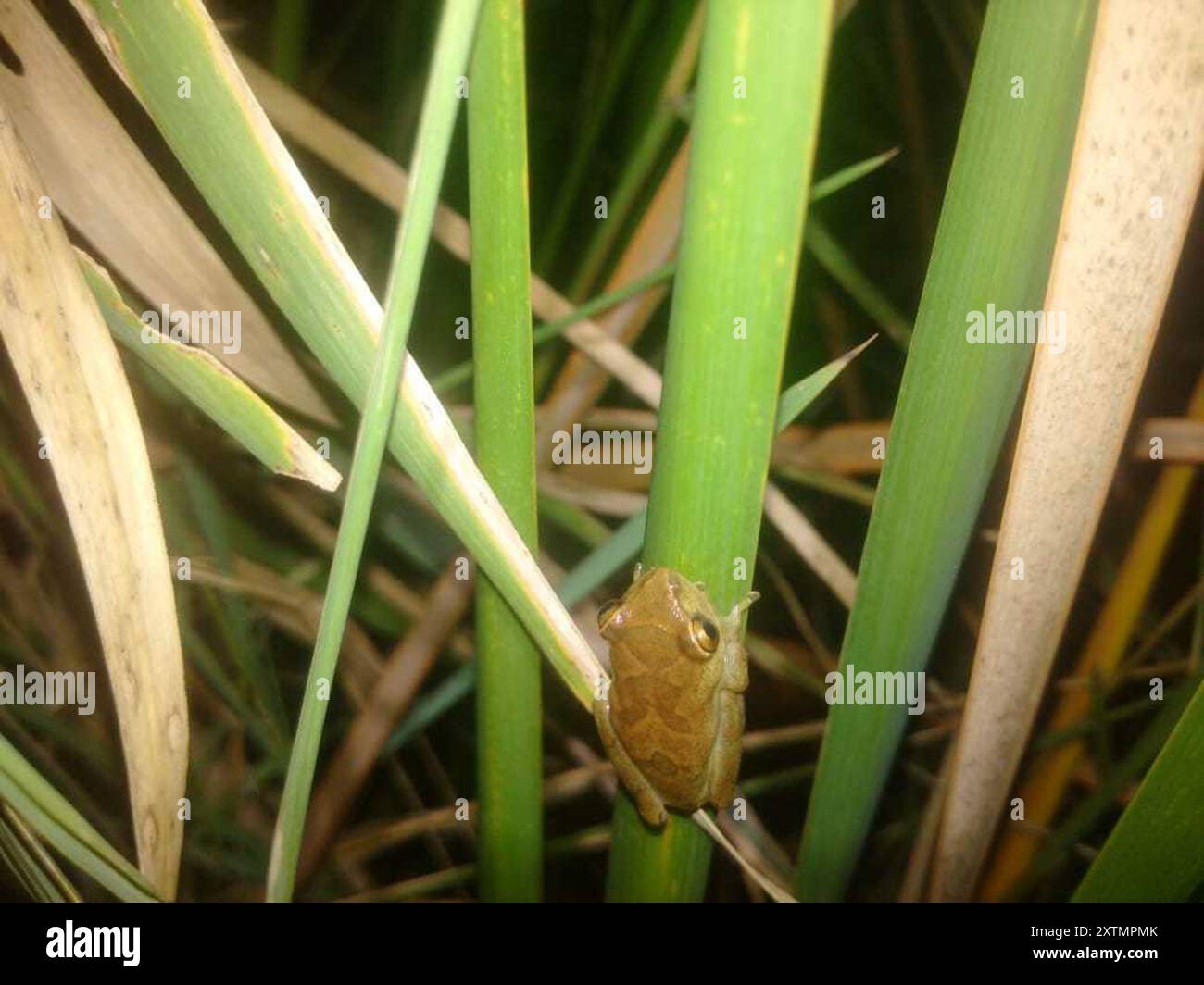 Tinker Reed Frog (Hyperolius tuberilinguis) Amphibia Stock Photo - Alamy