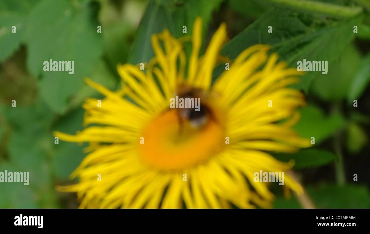 Tree Bumble Bee (Bombus hypnorum) Insecta Stock Photo - Alamy