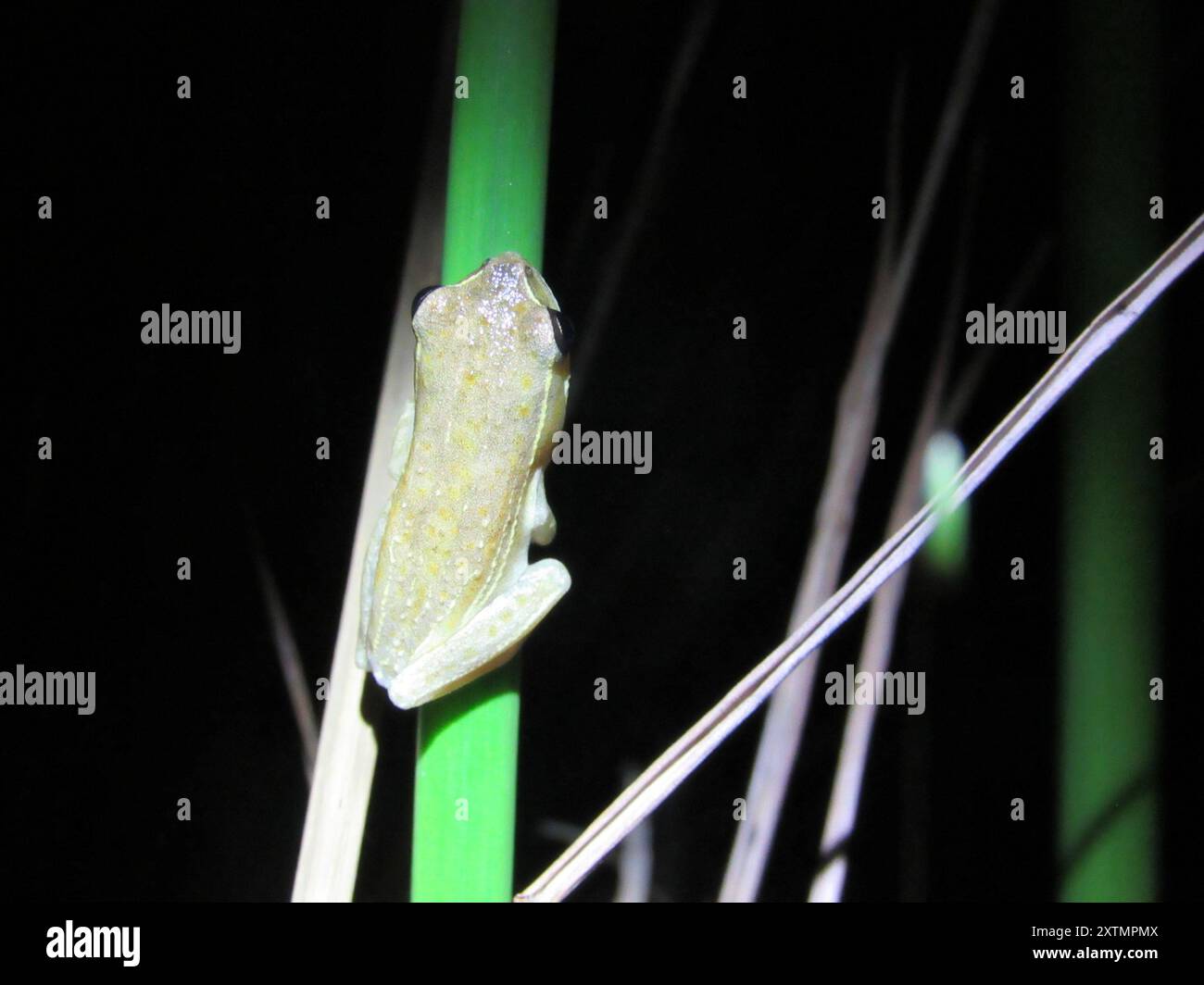 Tinker Reed Frog (Hyperolius tuberilinguis) Amphibia Stock Photo - Alamy