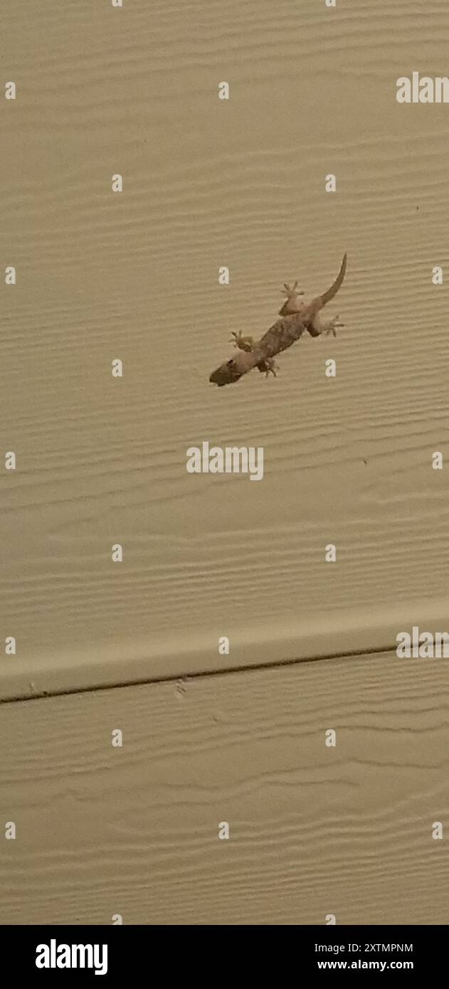 Mediterranean House Gecko (Hemidactylus turcicus) Reptilia Stock Photo ...