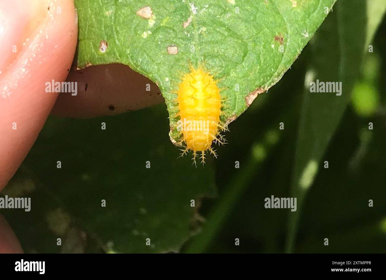 Mexican Bean Beetle (Epilachna varivestis) Insecta Stock Photo - Alamy