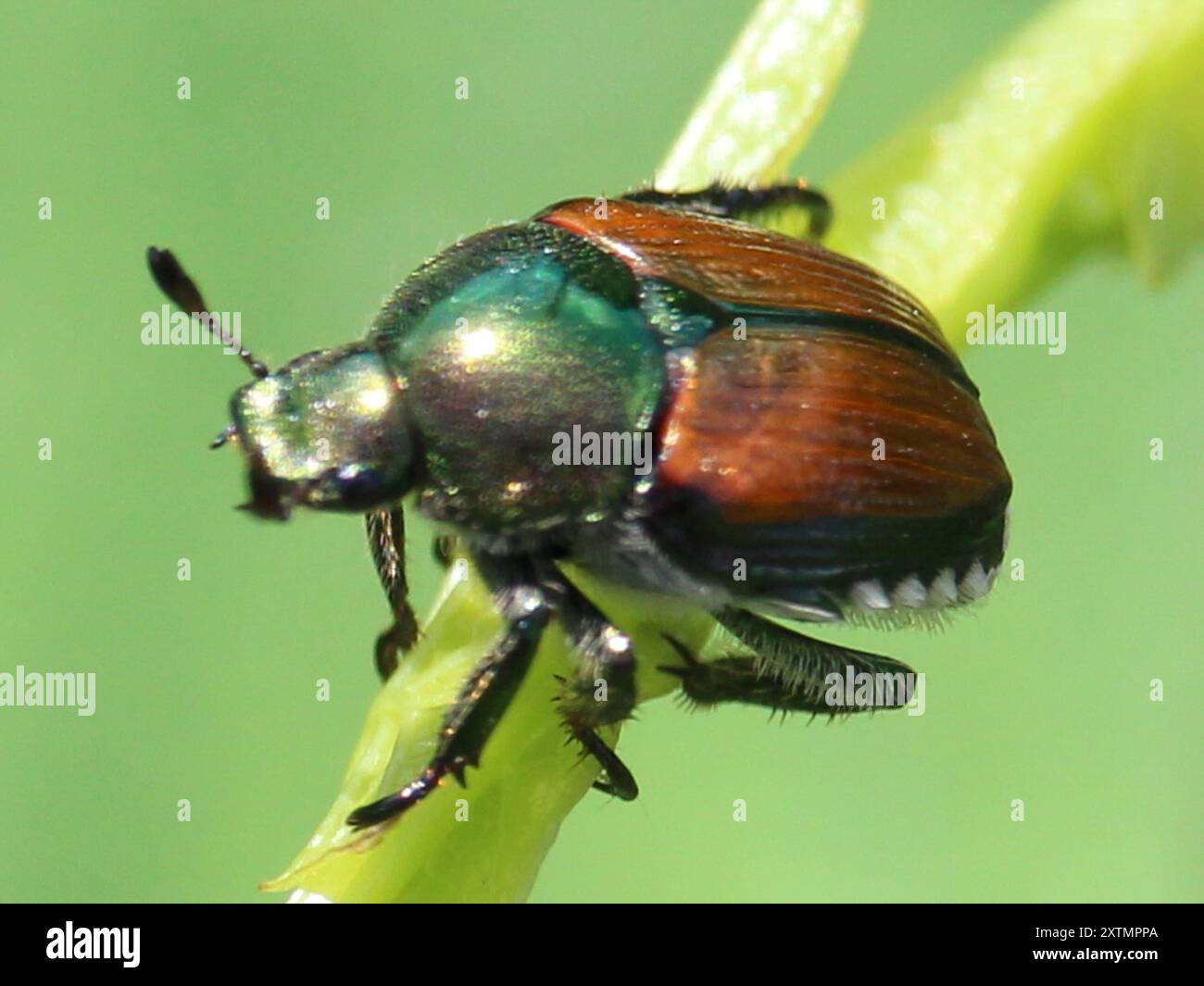 Japanese Beetle (Popillia japonica) Insecta Stock Photo - Alamy