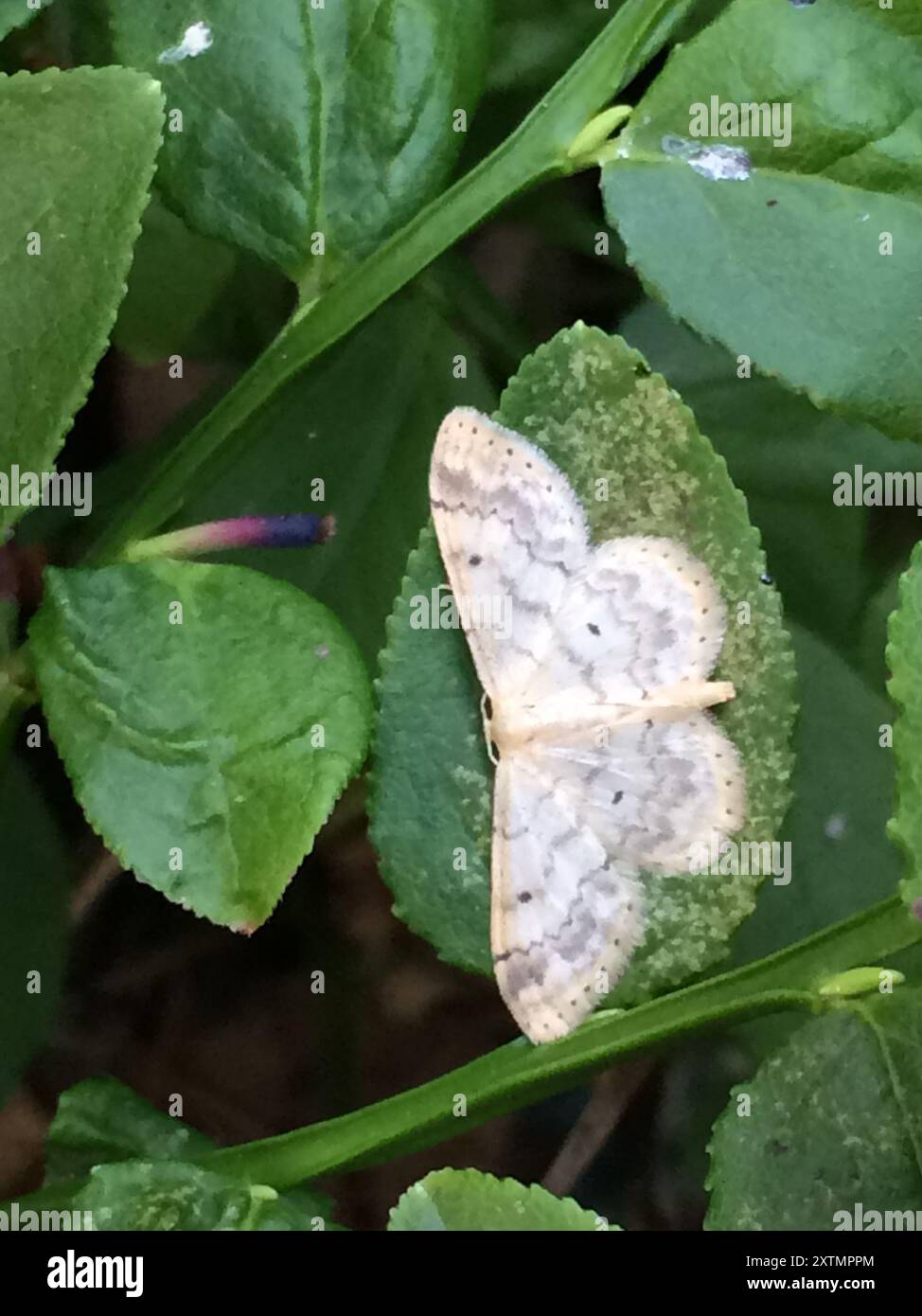 Small Fan-footed Wave (Idaea biselata) Insecta Stock Photo - Alamy