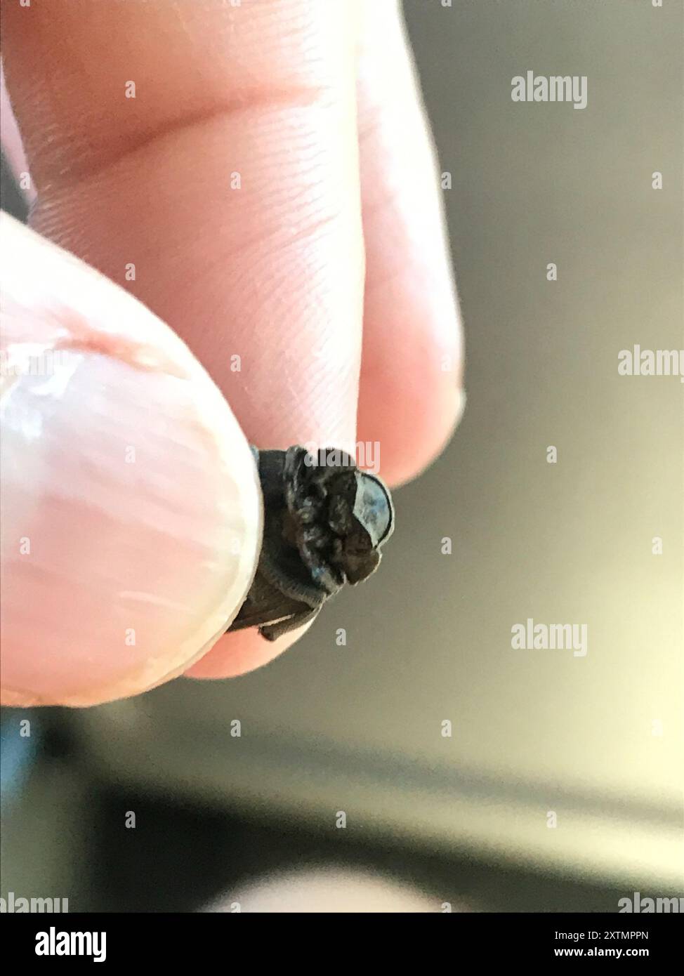 Carcass Beetles (Omorgus) Insecta Stock Photo - Alamy