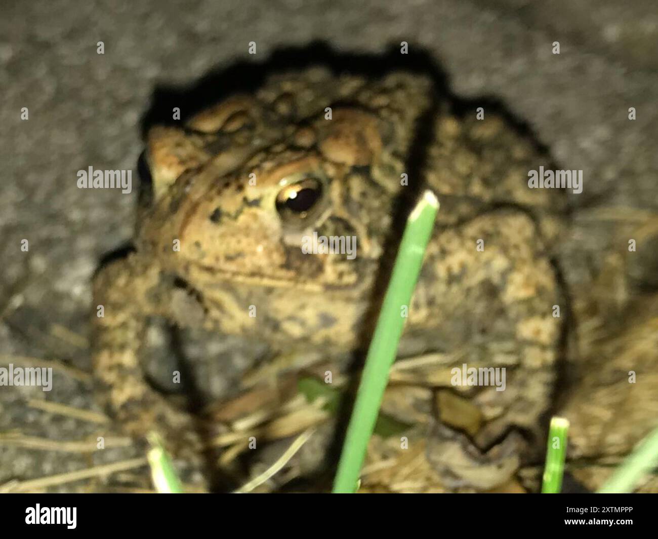 Eastern American Toad (Anaxyrus americanus americanus) Amphibia Stock ...