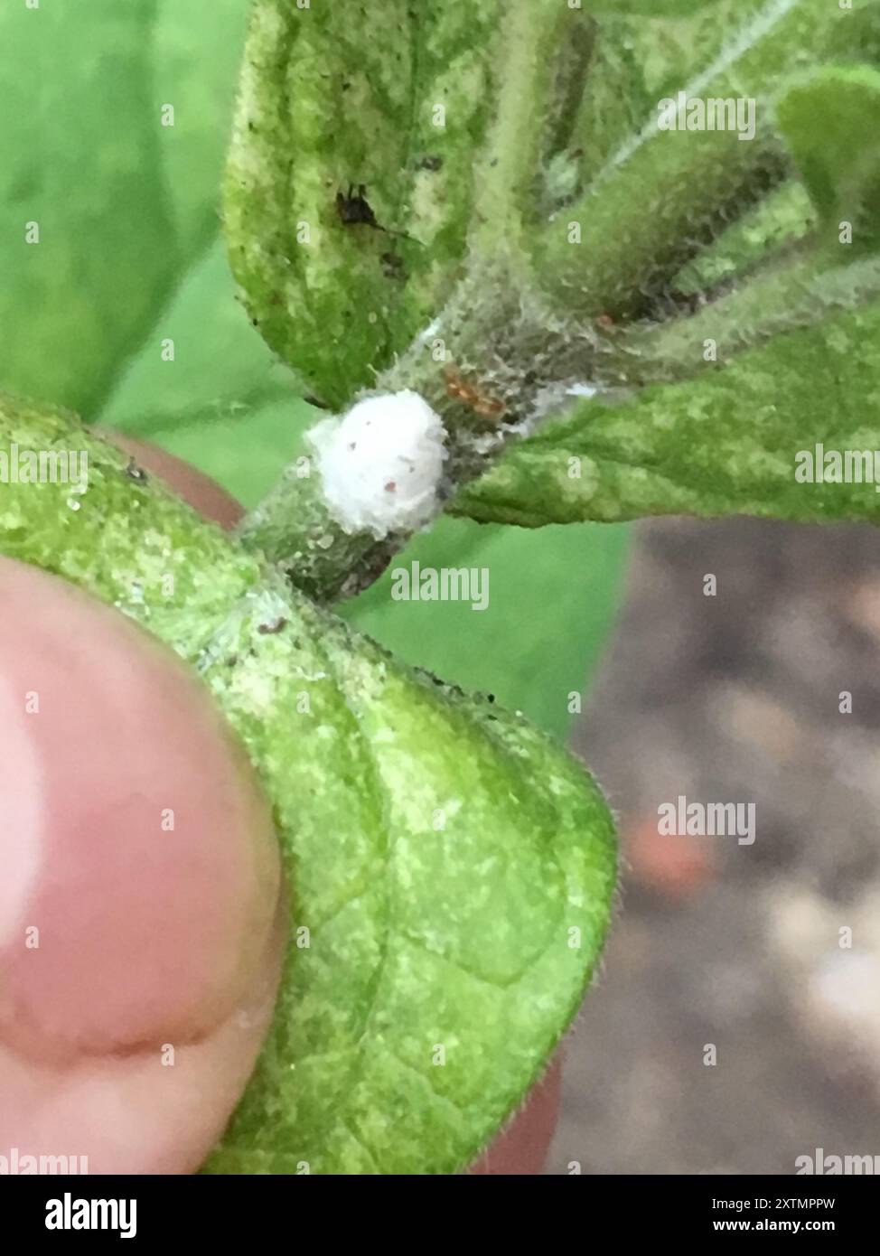 Flatid Planthoppers (Flatidae) Insecta Stock Photo - Alamy