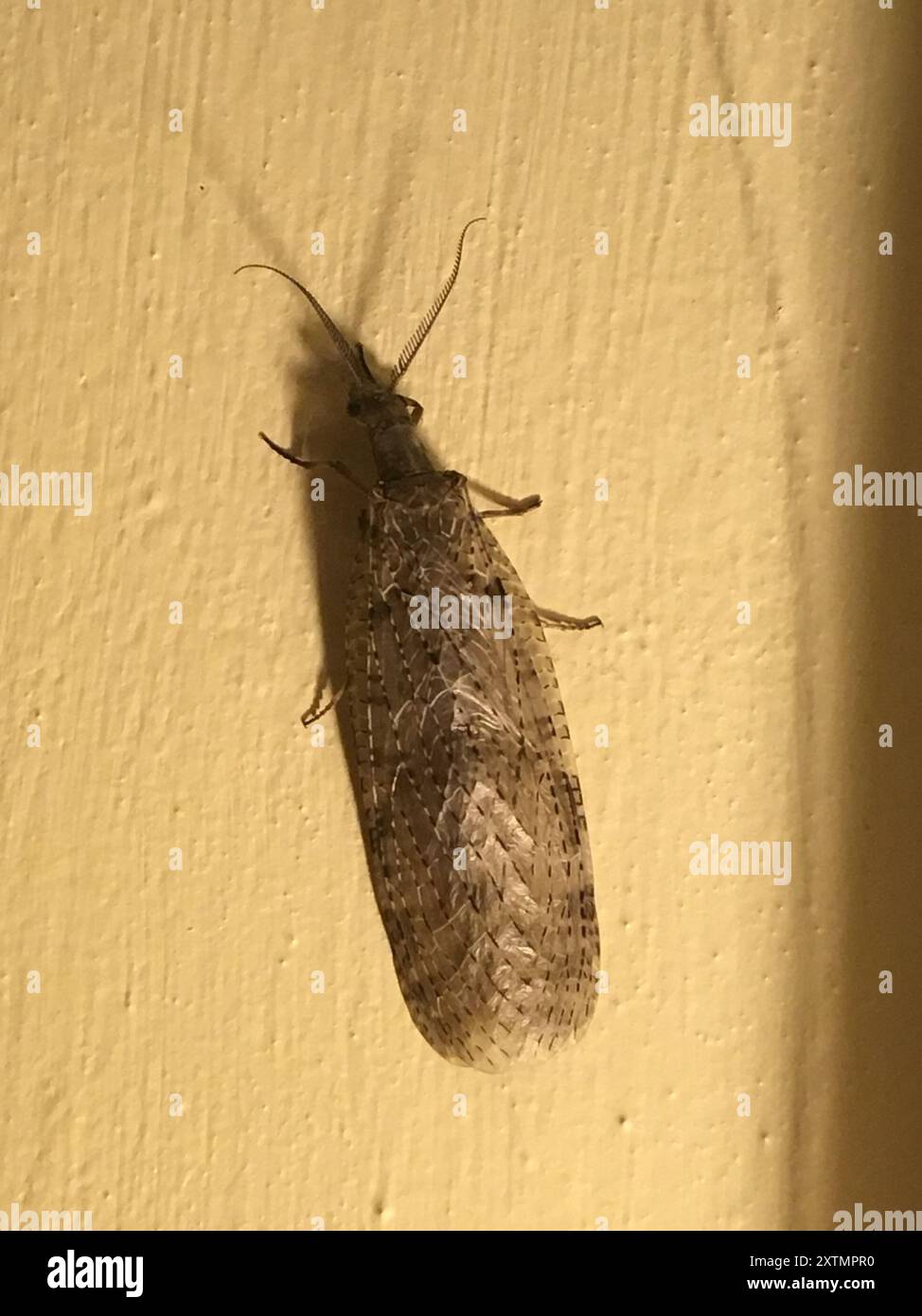 Summer Fishfly (Chauliodes pectinicornis) Insecta Stock Photo - Alamy