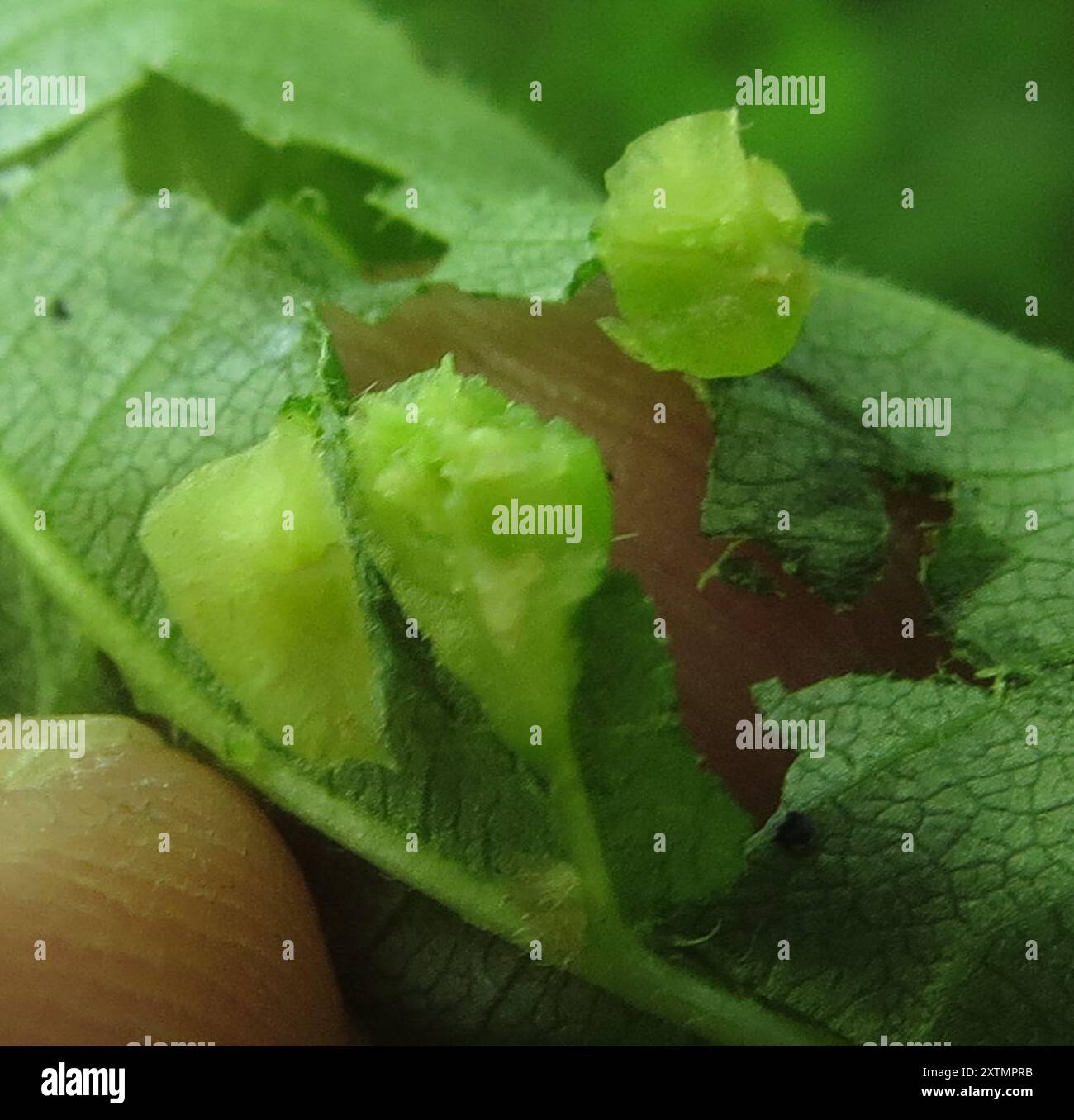 Linden Wart Gall Midge (Contarinia verrucicola) Insecta Stock Photo - Alamy