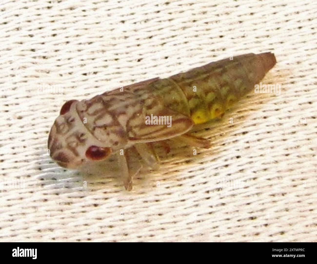 Broad-headed Sharpshooter (Oncometopia orbona) Insecta Stock Photo - Alamy