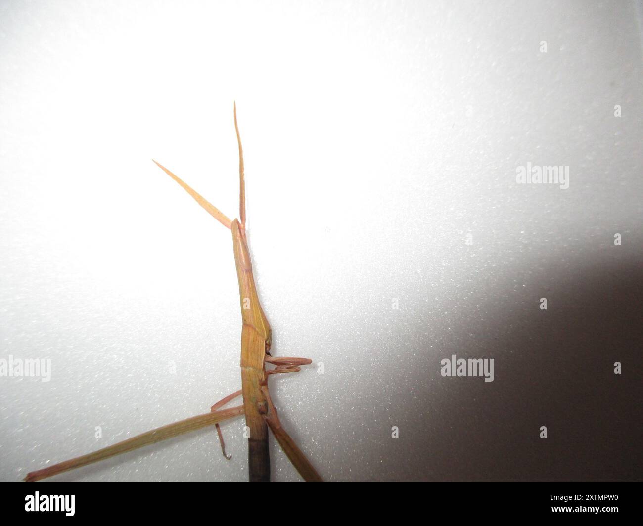Silent Slant-faced Grasshoppers (Acridinae) Insecta Stock Photo - Alamy