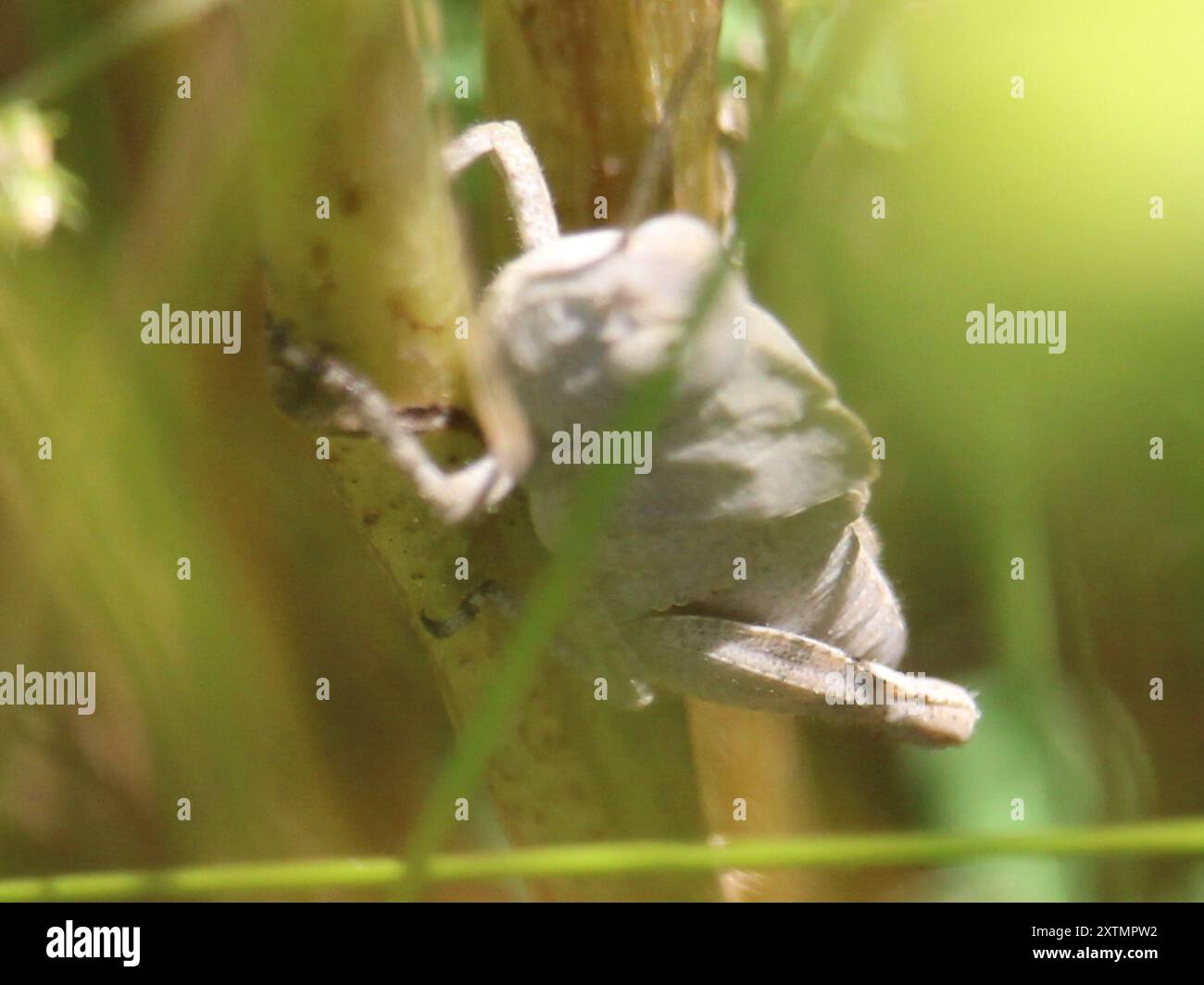 Carolina Grasshopper (Dissosteira carolina) Insecta Stock Photo - Alamy