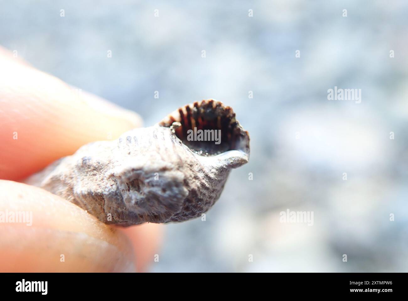 Japanese False Cerith (Batillaria attramentaria) Mollusca Stock Photo ...