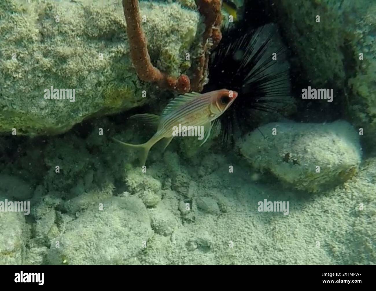 Longspine Squirrelfish (Holocentrus rufus) Actinopterygii Stock Photo ...