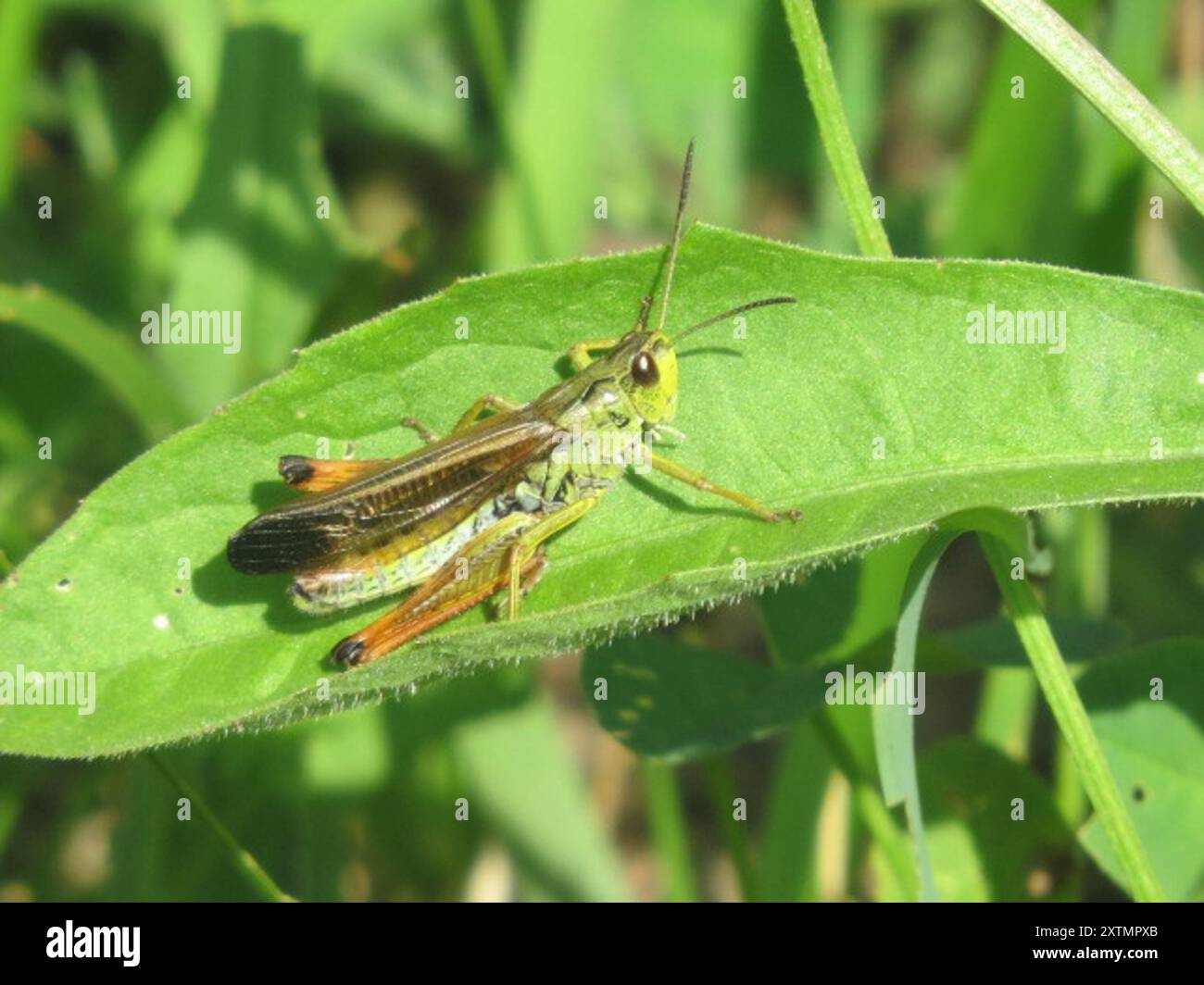 Ladder Grasshopper (Stauroderus scalaris) Insecta Stock Photo - Alamy