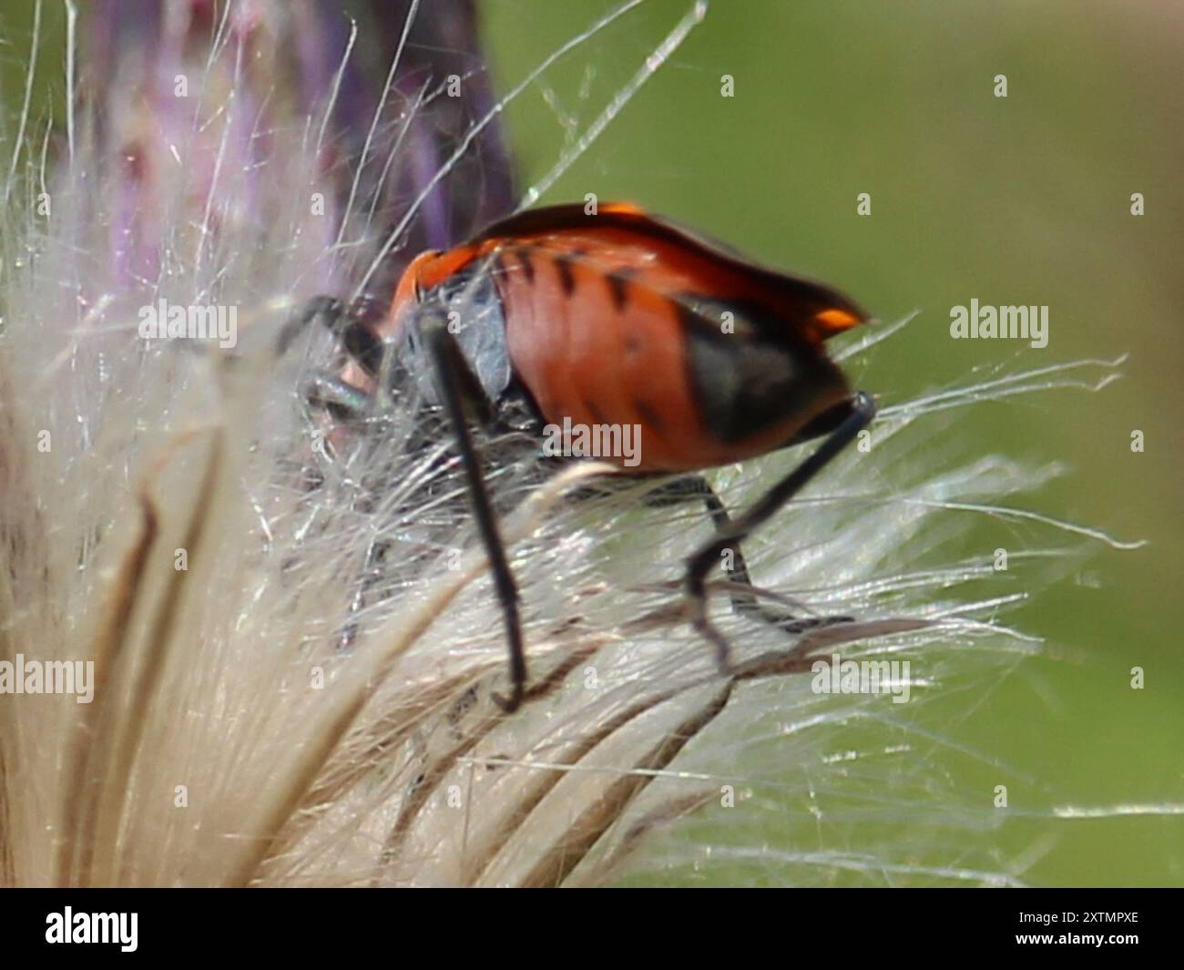 Small Milkweed Bug (Lygaeus kalmii) Insecta Stock Photo - Alamy
