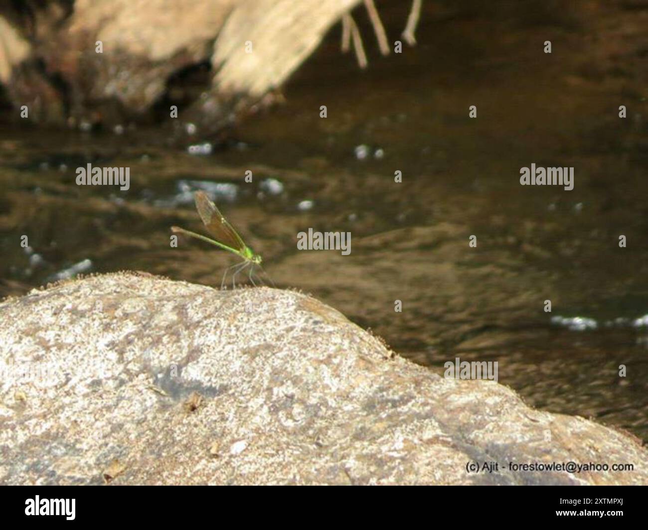 Neurobasis chinensis hi-res stock photography and images - Alamy