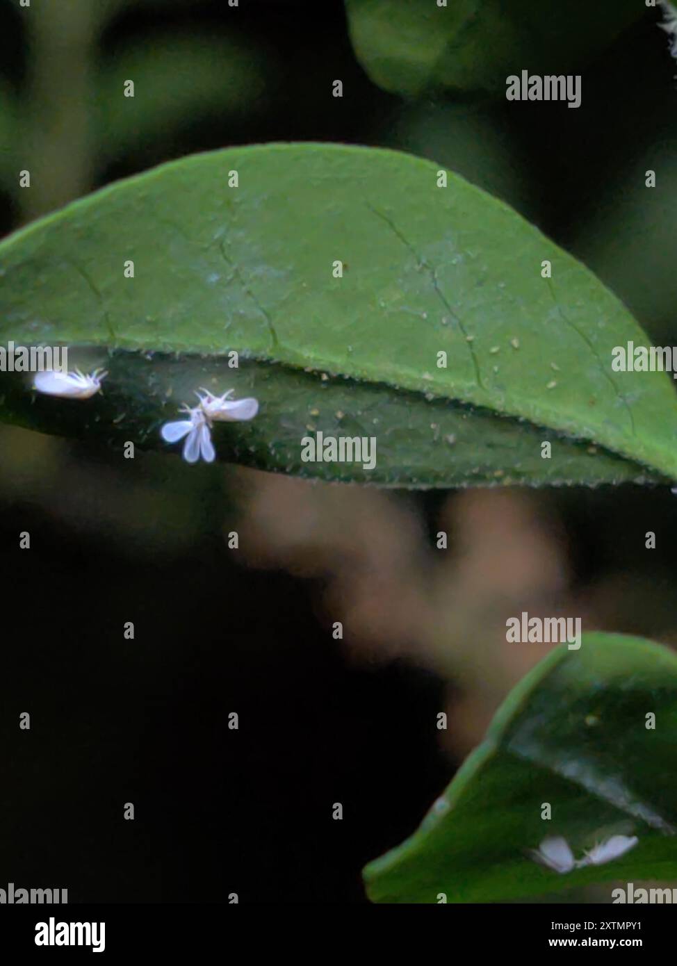 Whiteflies (Aleyrodidae) Insecta Stock Photo - Alamy