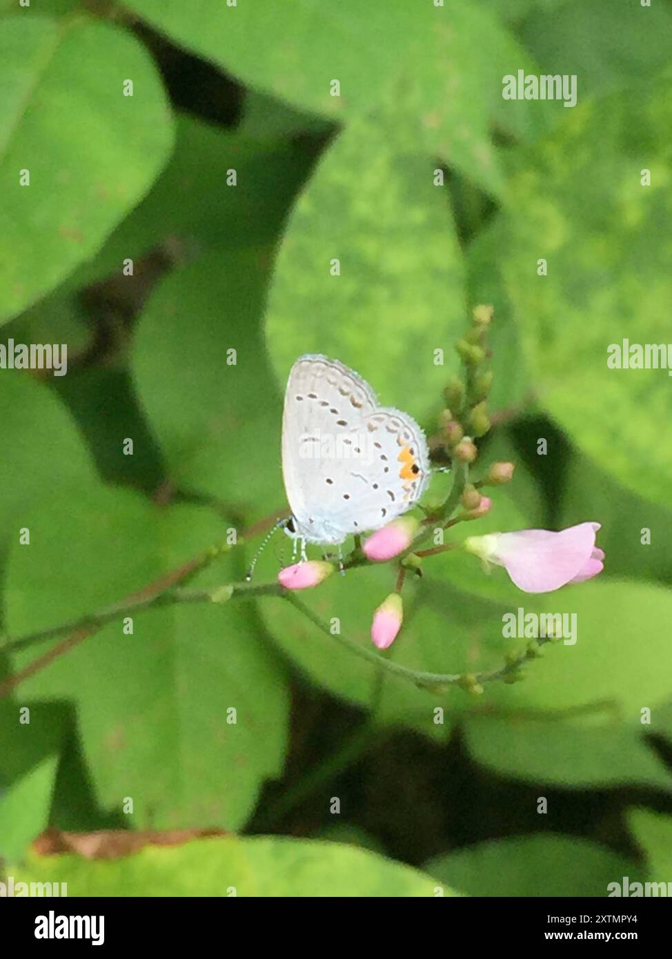 Eastern Tailed-Blue (Cupido comyntas) Insecta Stock Photo - Alamy
