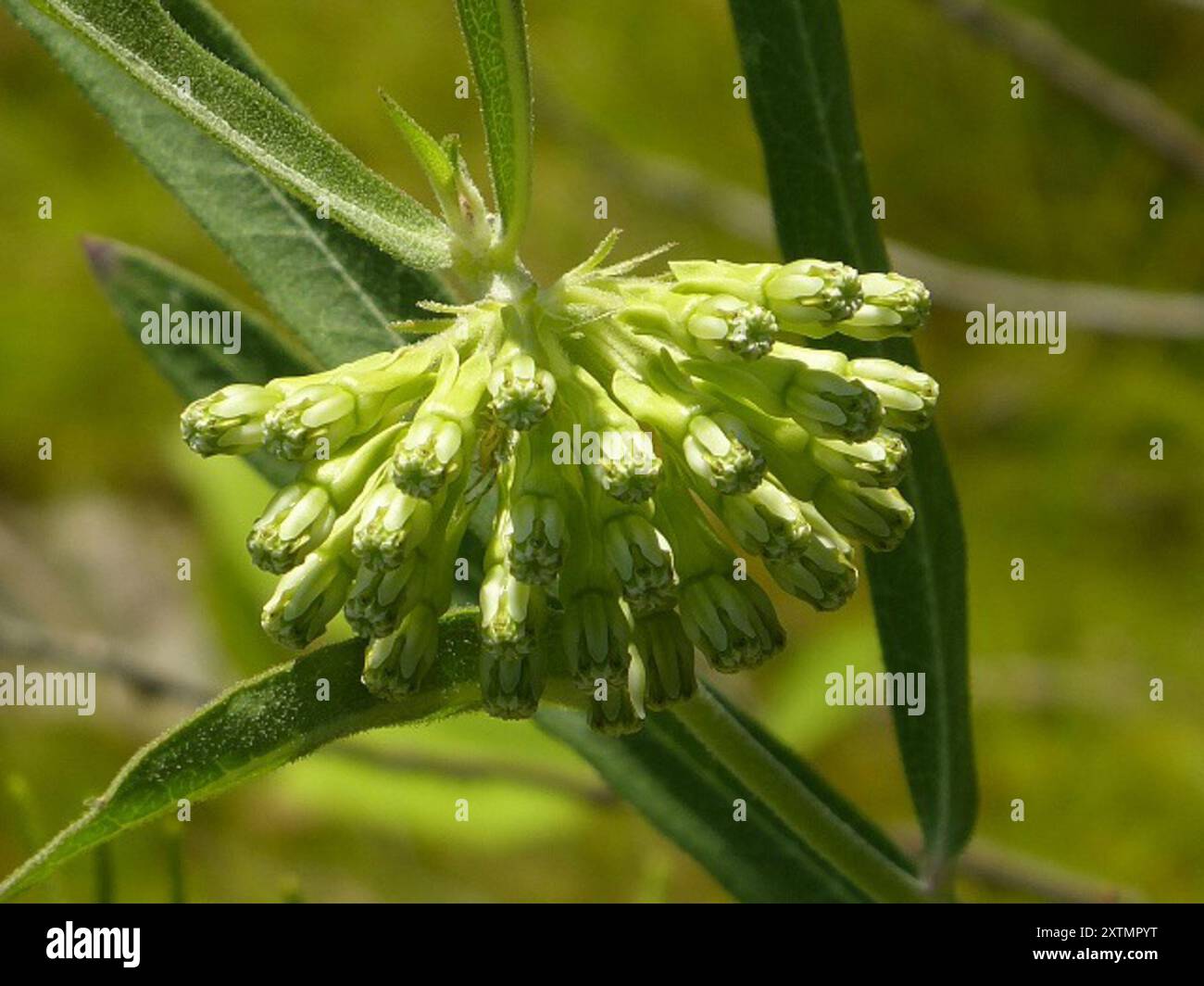green comet milkweed (Asclepias viridiflora) Plantae Stock Photo - Alamy