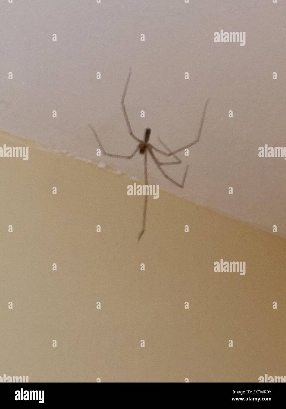 Long-bodied Cellar Spider (Pholcus phalangioides) Arachnida Stock Photo ...