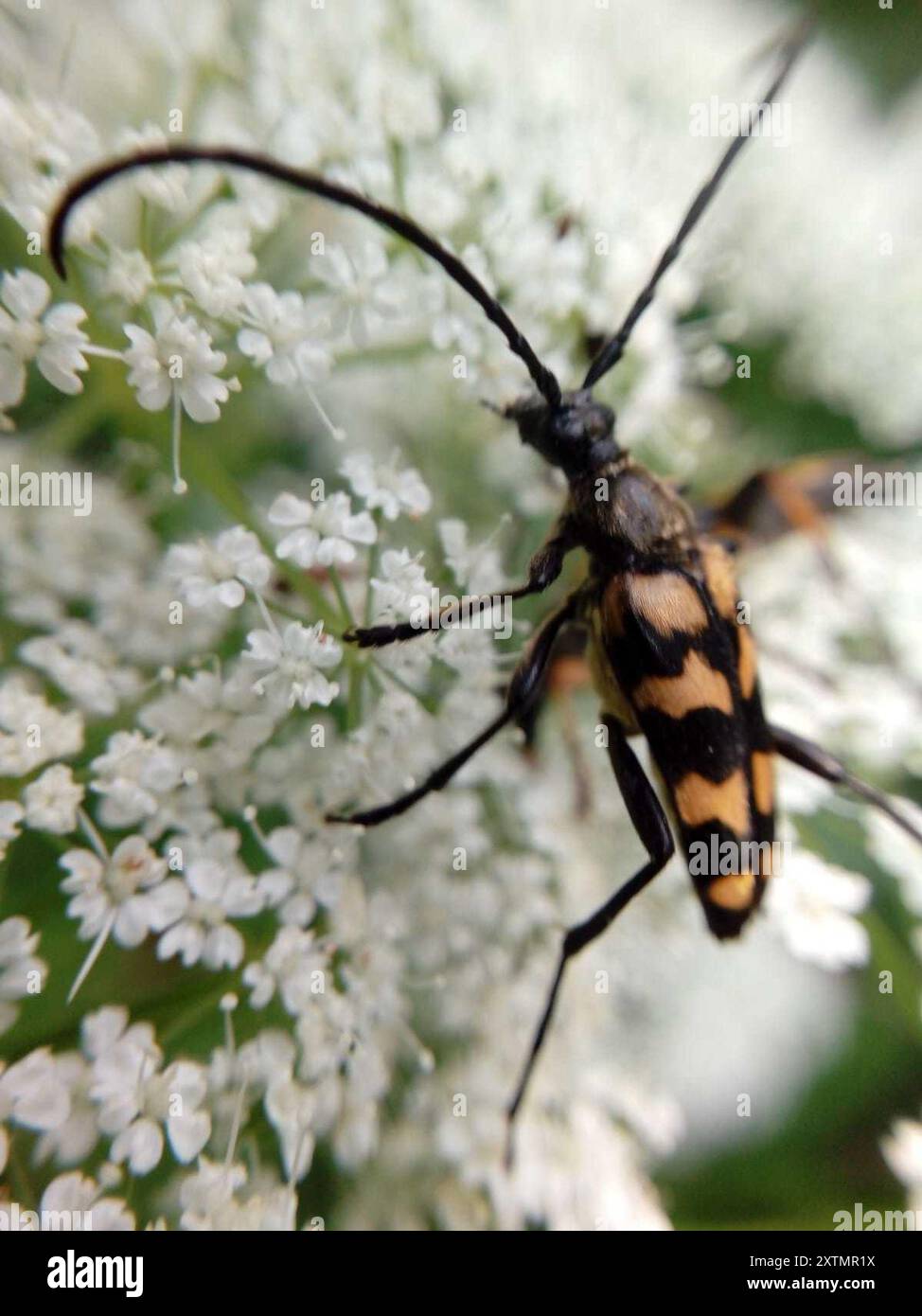 four-banded longhorn beetle (Leptura quadrifasciata) Insecta Stock ...