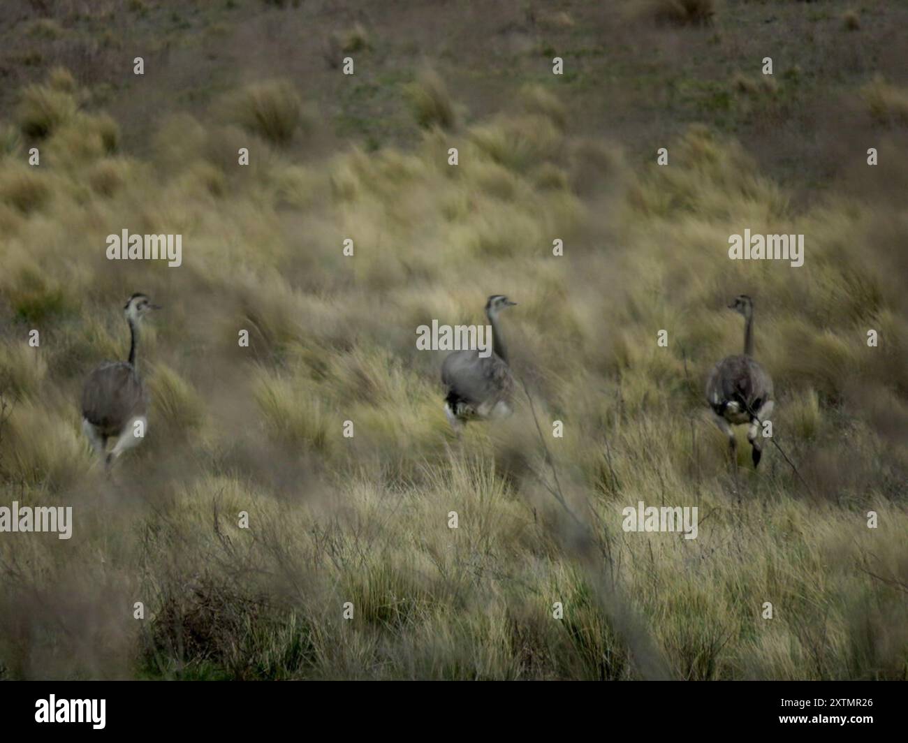 Greater Rhea (Rhea americana) Aves Stock Photo - Alamy