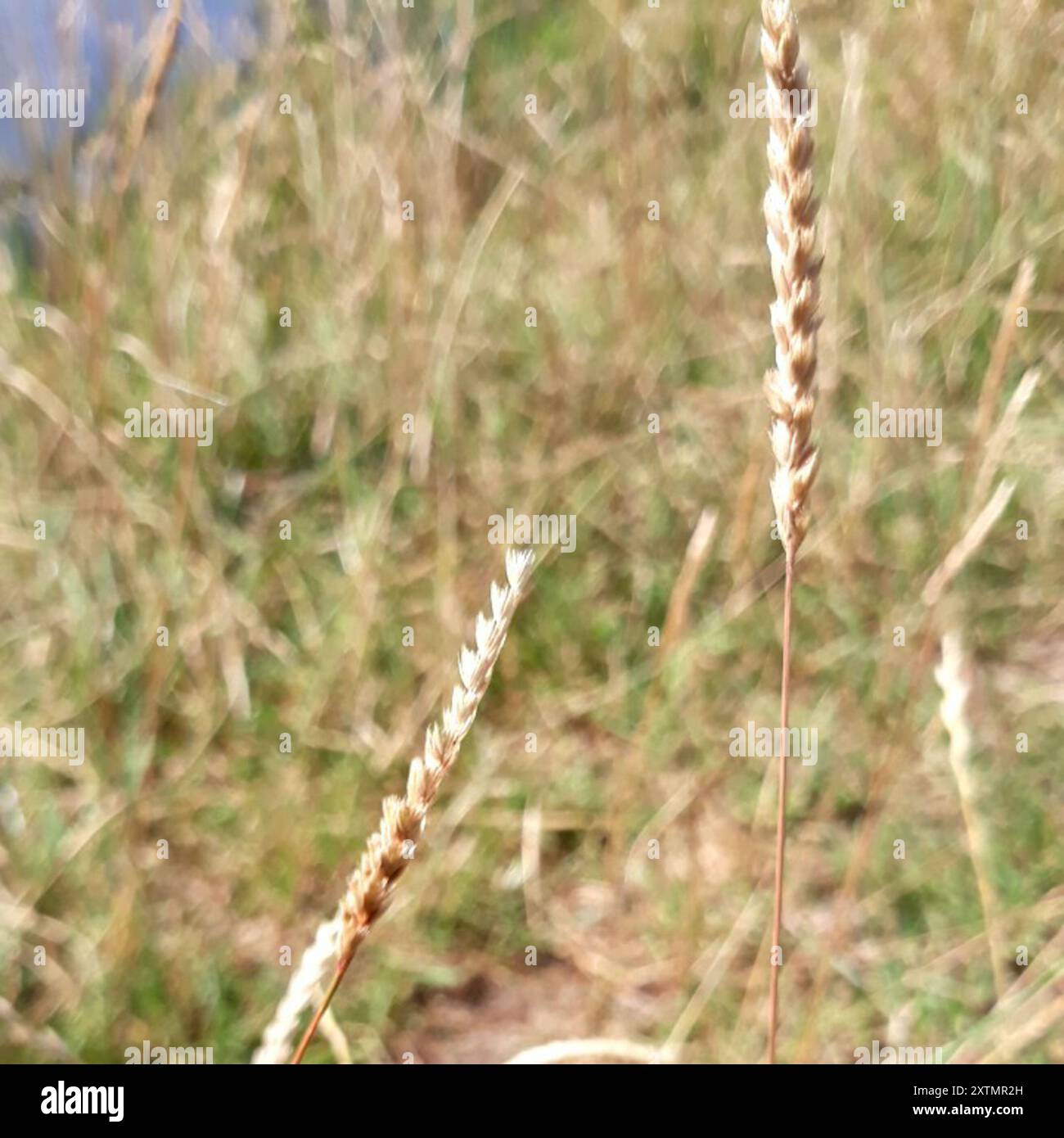 crested dogtail grass (Cynosurus cristatus) Plantae Stock Photo - Alamy