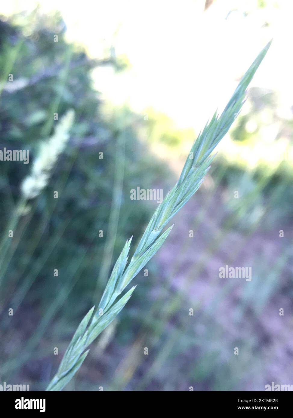 Western Wheatgrass (Elymus smithii) Plantae Stock Photo - Alamy