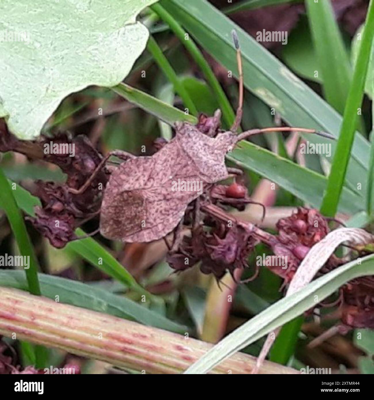 Dock Bug (Coreus marginatus) Insecta Stock Photo - Alamy