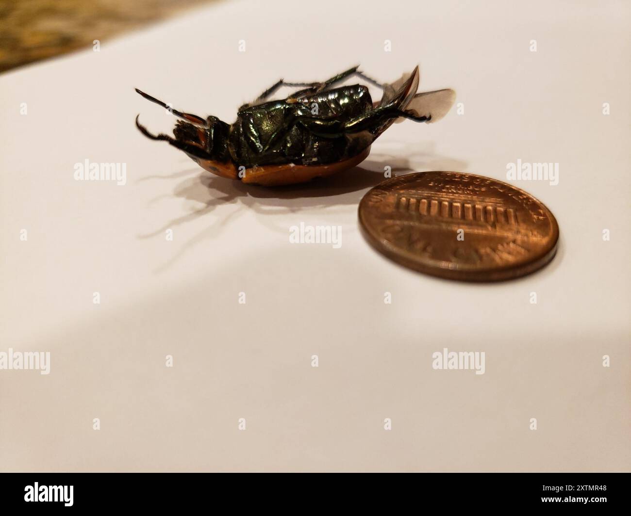 Grapevine Beetle (Pelidnota punctata) Insecta Stock Photo - Alamy