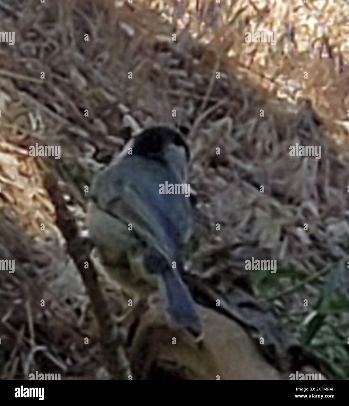 Mountain Chickadee (Poecile gambeli) Aves Stock Photo - Alamy