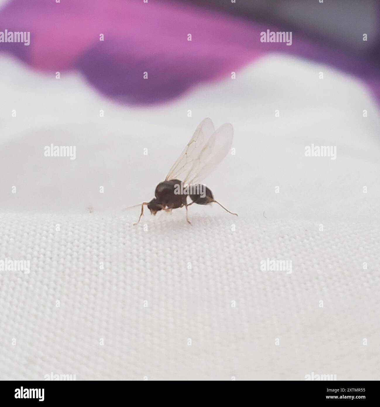 Solenopsis Fire Ants and Thief Ants (Solenopsis) Insecta Stock Photo ...