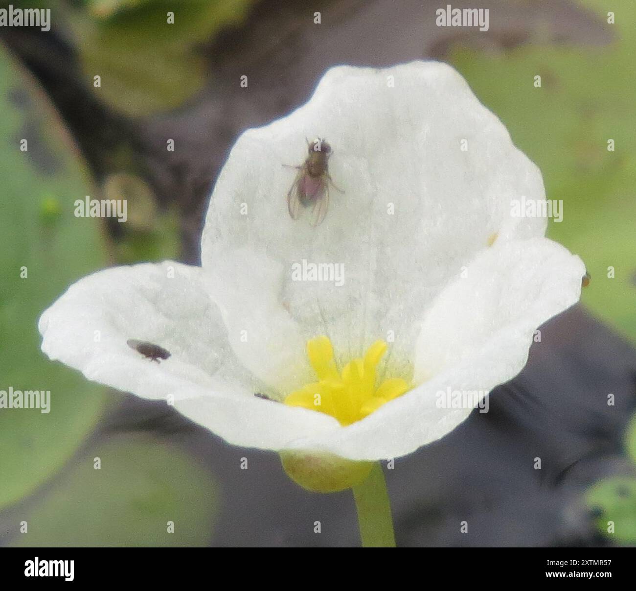 European Frog-bit (Hydrocharis morsus-ranae) Plantae Stock Photo - Alamy