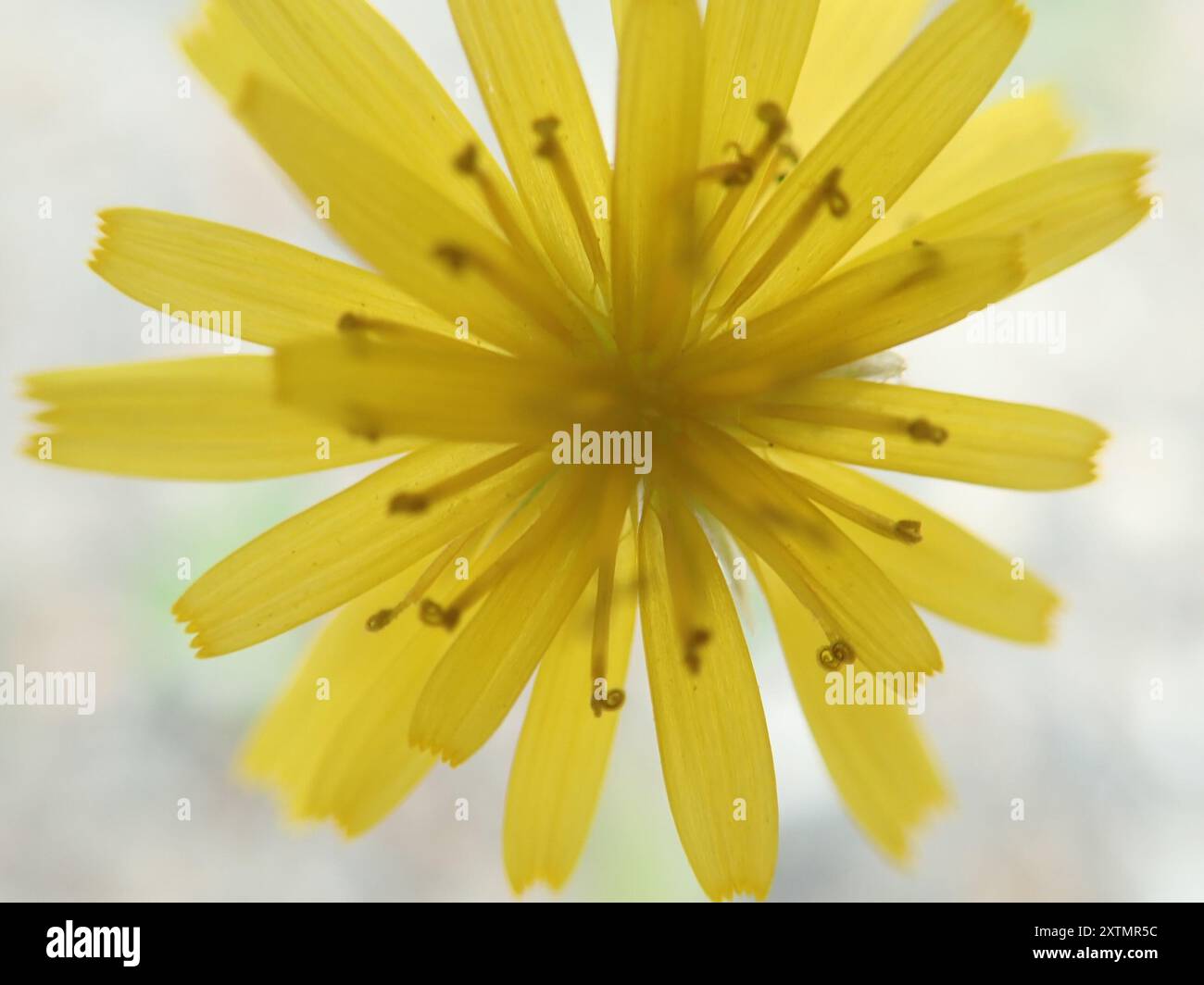 narrow-leaved hawksbeard (Crepis tectorum) Plantae Stock Photo - Alamy