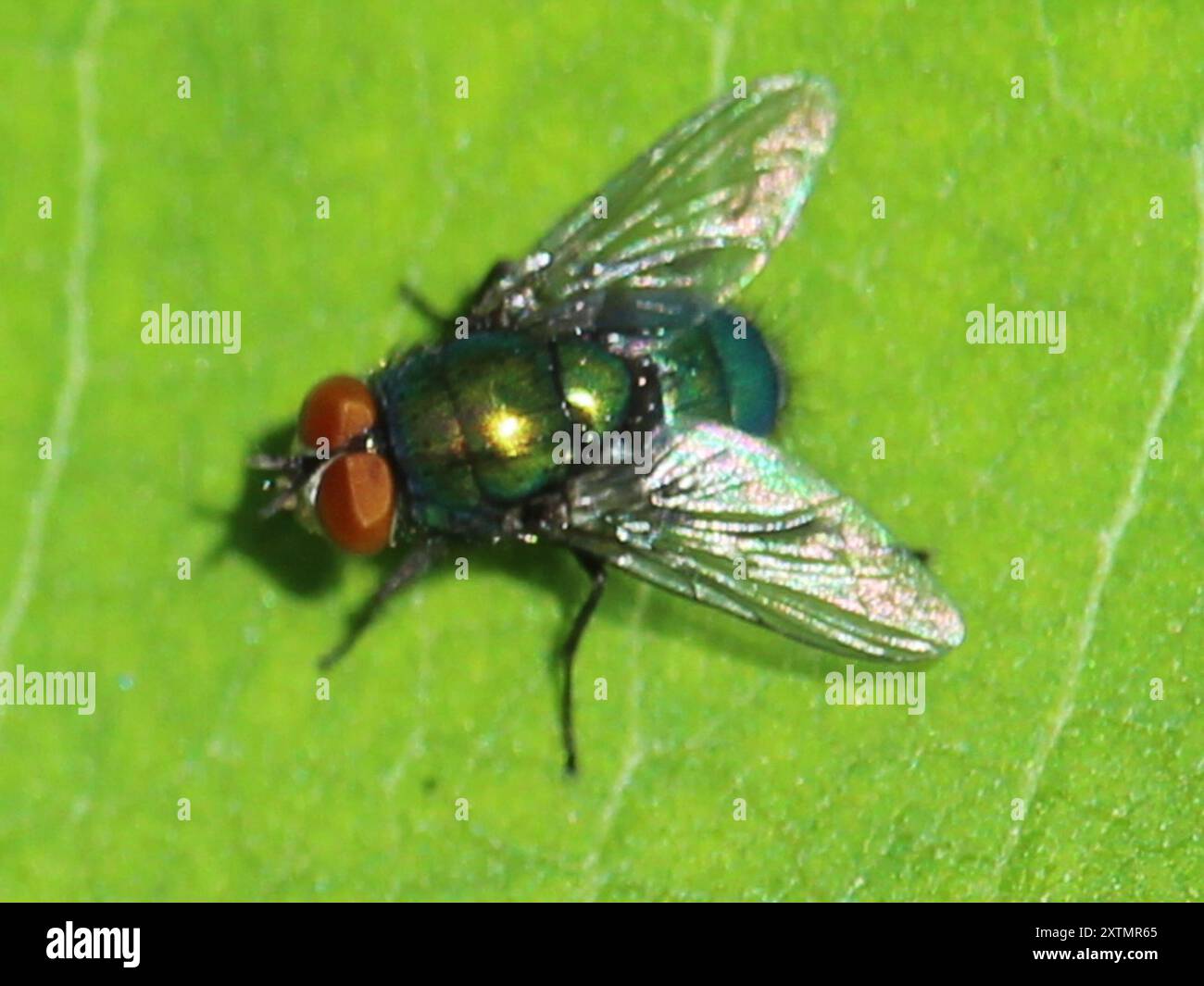 Common European Greenbottle Fly (Lucilia sericata) Insecta Stock Photo ...