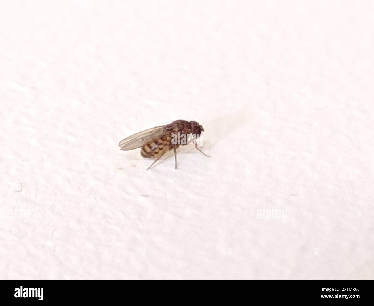 (Drosophila repleta) Insecta Stock Photo - Alamy