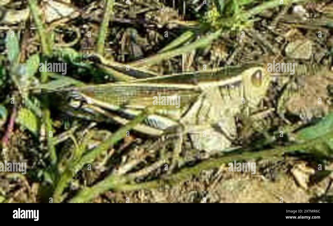 Two-striped Grasshopper (Melanoplus bivittatus) Insecta Stock Photo - Alamy