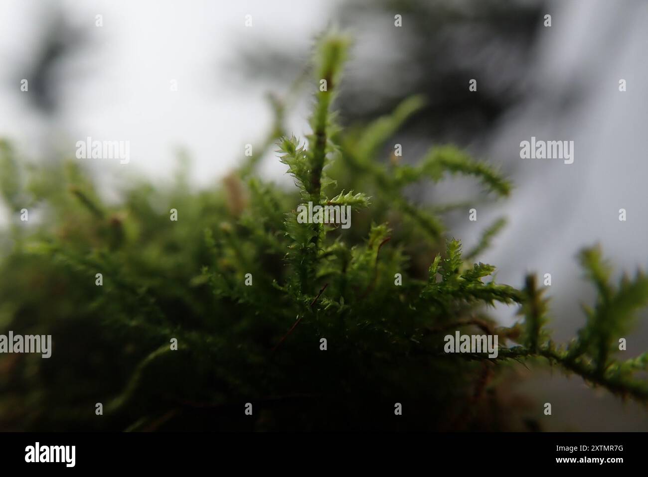 joint-toothed mosses (Bryopsida) Plantae Stock Photo - Alamy