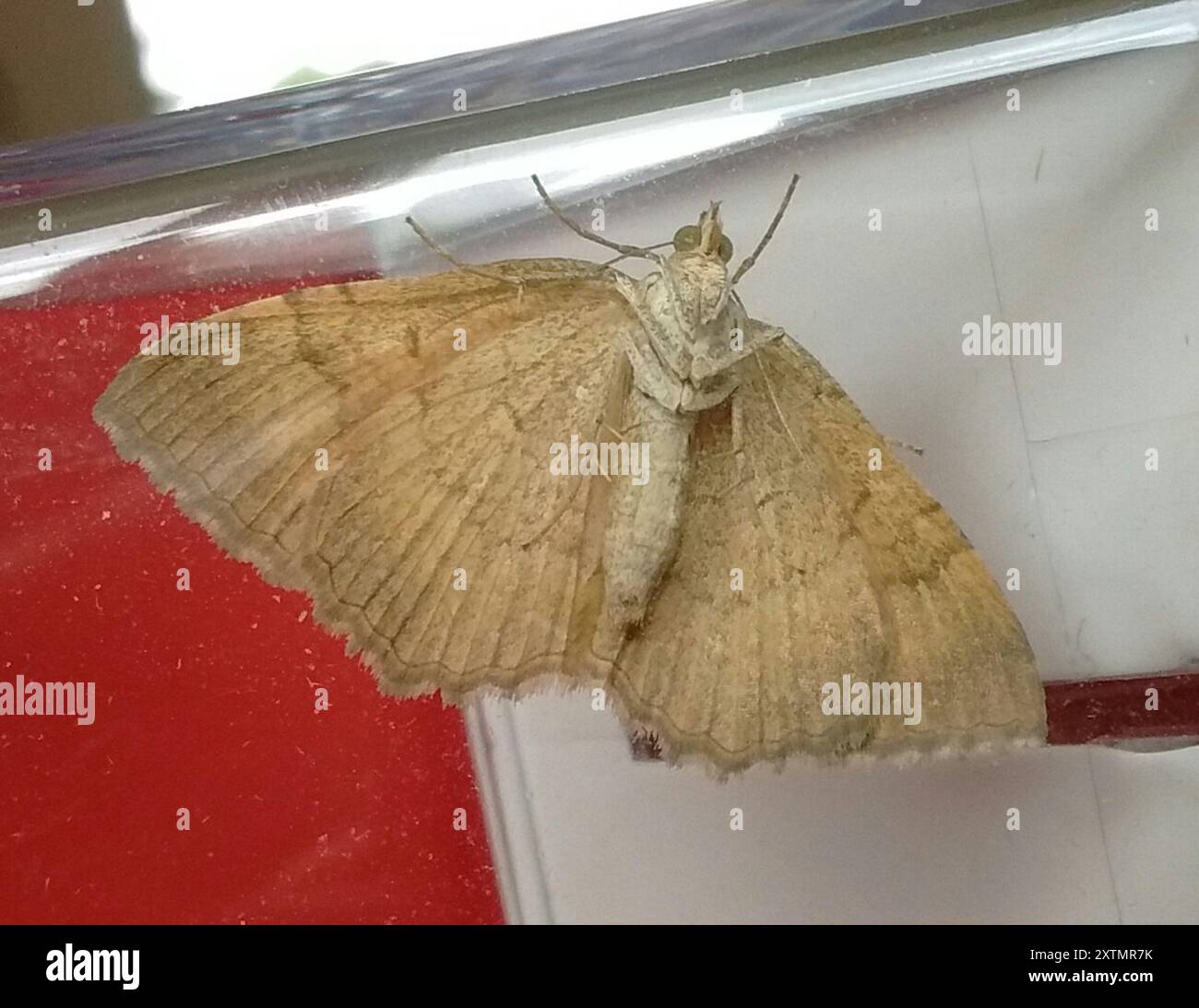 Yellow Shell Moth (Camptogramma bilineata) Insecta Stock Photo - Alamy